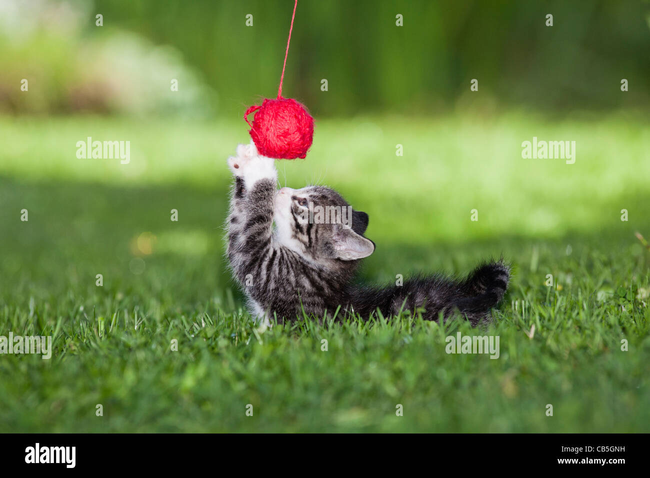 Cute kittens playing garden hi-res stock photography and images - Alamy