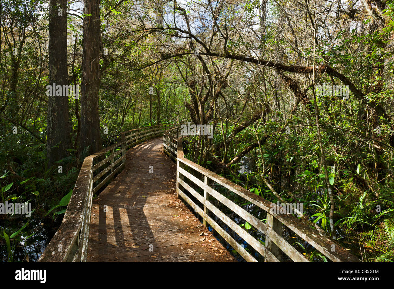 The boardwalk at the National Audubon Society's Corkscrew Swamp ...