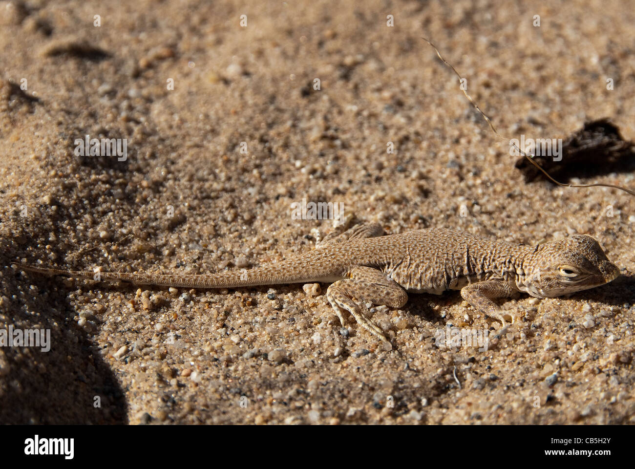 Mojave Fringed-toed Lizard Uma scoparia Mojave National Preserve ...