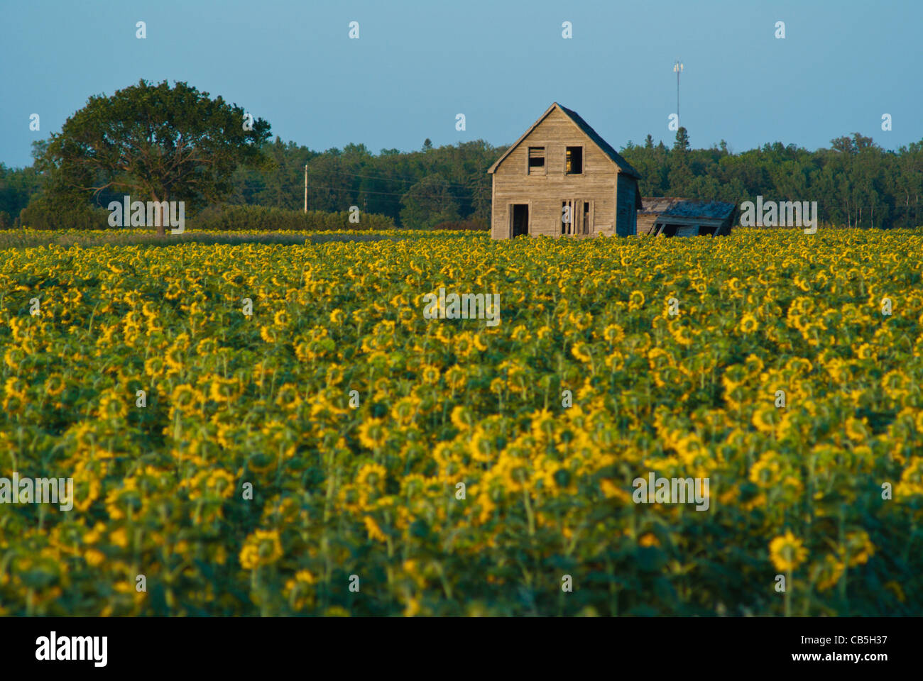 Sunflower field manitoba canada hi-res stock photography and images - Alamy