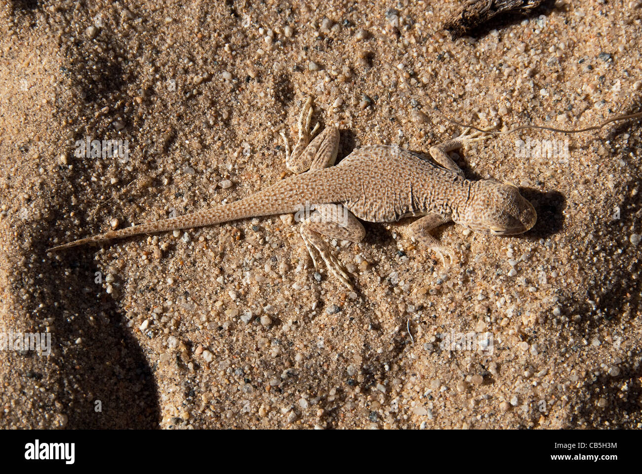 Fringed toed lizard hi-res stock photography and images - Alamy