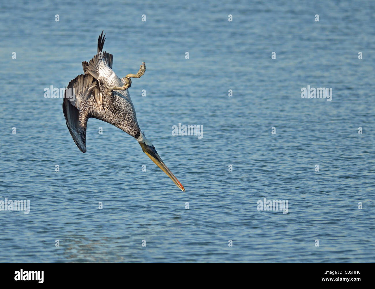 Pelican diving hi-res stock photography and images - Alamy