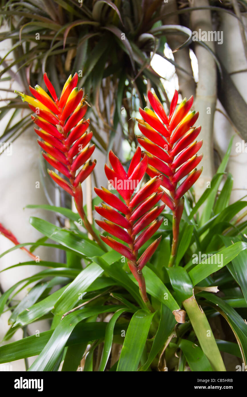 Torch like flowers hi-res stock photography and images - Alamy