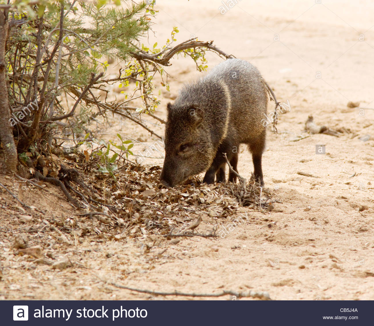 Javelinas Stock Photos & Javelinas Stock Images - Alamy