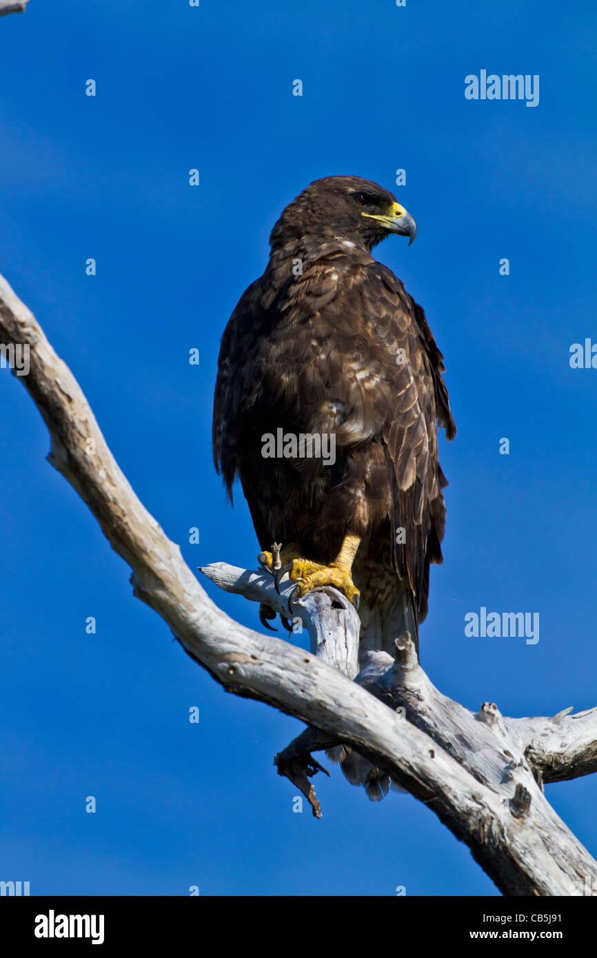 Close up sea hawk hi-res stock photography and images - Alamy