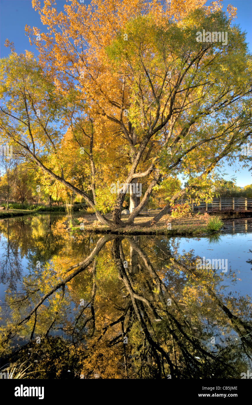 Peach leaf willow and cottonwood fall colors reflected in mirror like pond surface Stock Photo ...