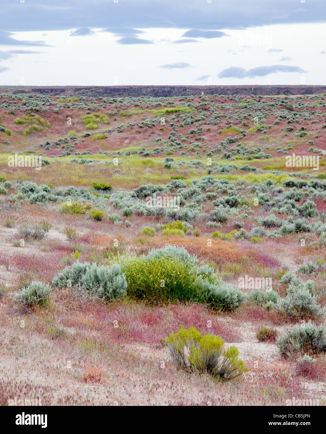 Spring color in the Western Oregon desert, US Stock Photo - Alamy