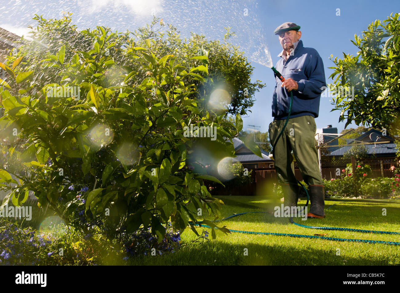 Elderly man watering lemon trees and lawn with hose pipe Stock Photo ...