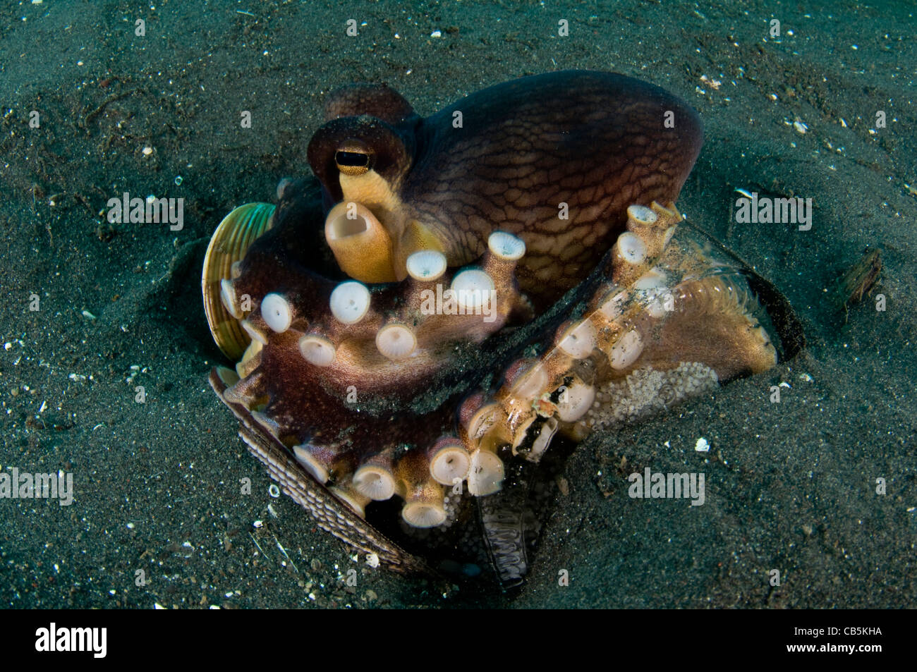 Coconut Octopus Amphioctopus marginatus, in a broken bottle with eggs ...
