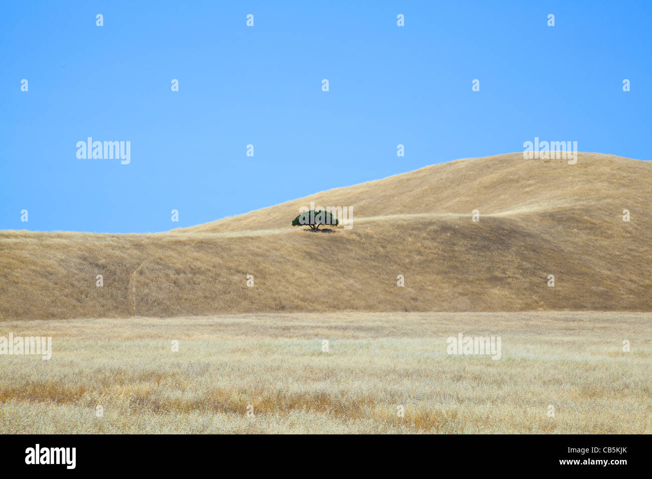 Lone tree and grasses in the Cholame Valley, CA Stock Photo - Alamy
