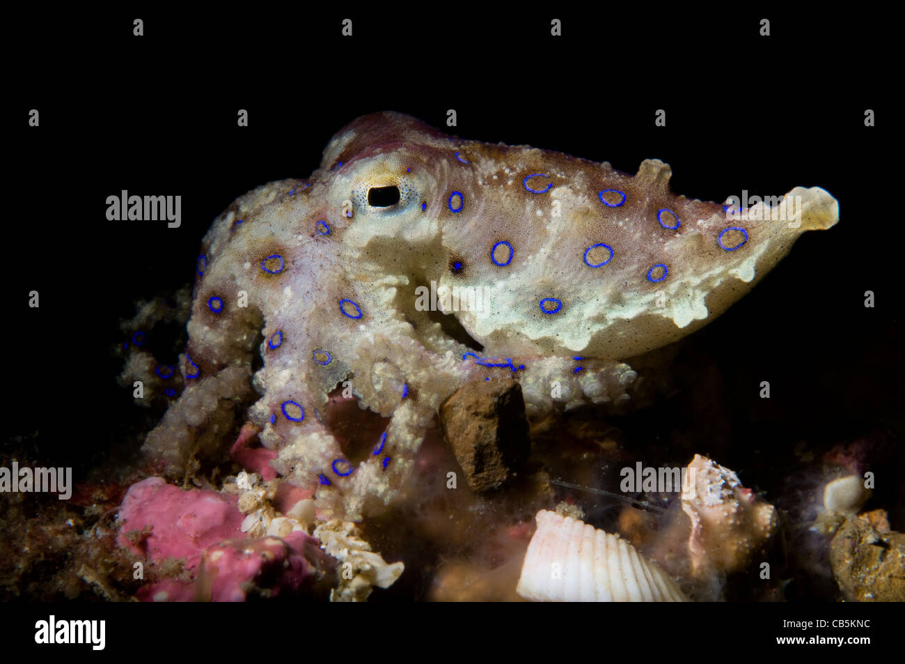 Blue ringed octopus indonesia hi-res stock photography and images - Alamy