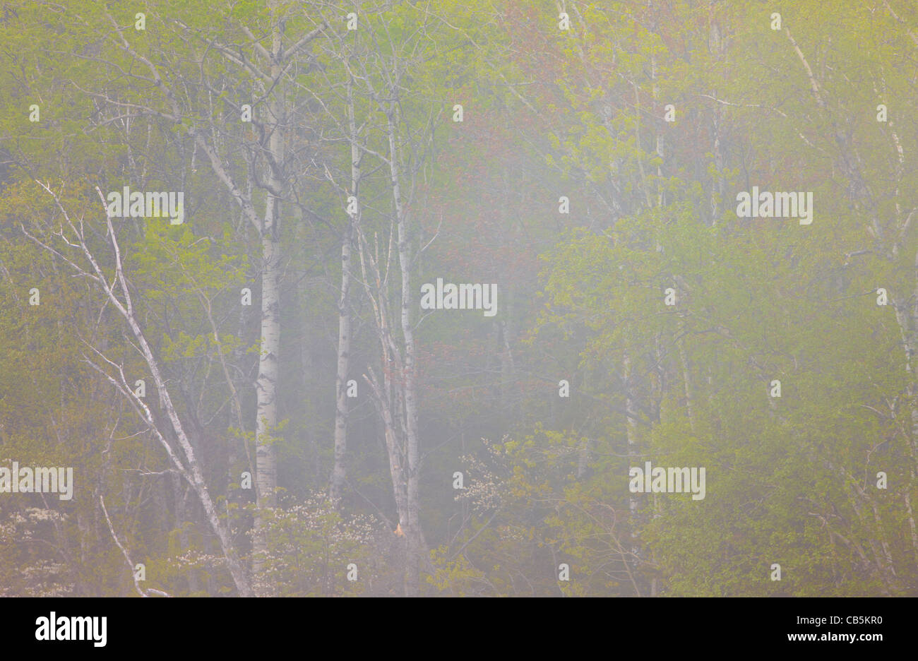 Trees in Sinclair Cove shrouded by fog, Lake Superior, Lake Superior ...