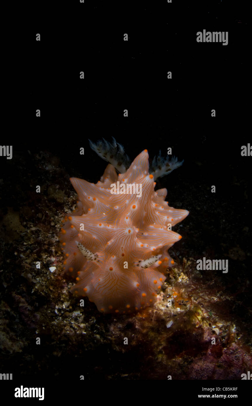 Snooted Halgerda batangas nudibranch, Lembeh Strait, Manado, North ...
