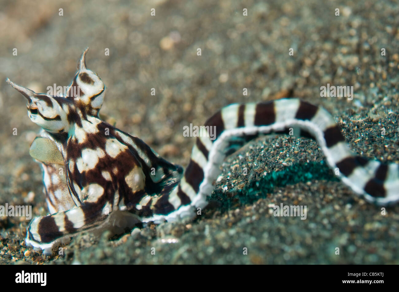 Mimic octopus hi-res stock photography and images - Alamy