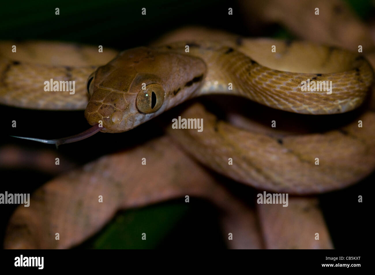 Brown tree snake, Boiga sp., Lembeh Strait, Bitung, Manado, North ...