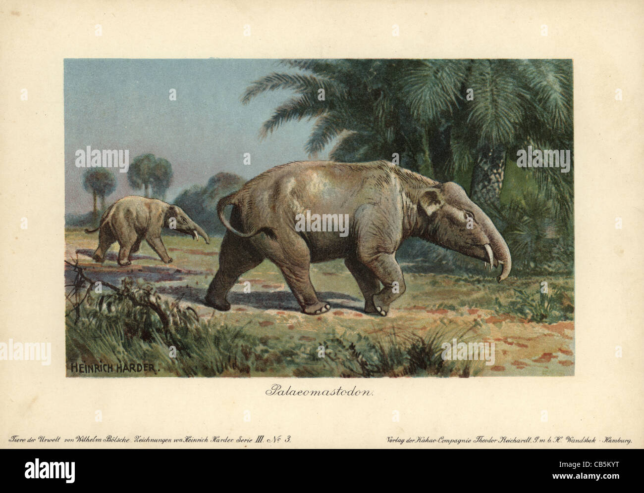 Palaeomastodon, an extinct genus of Proboscidea Stock Photo - Alamy