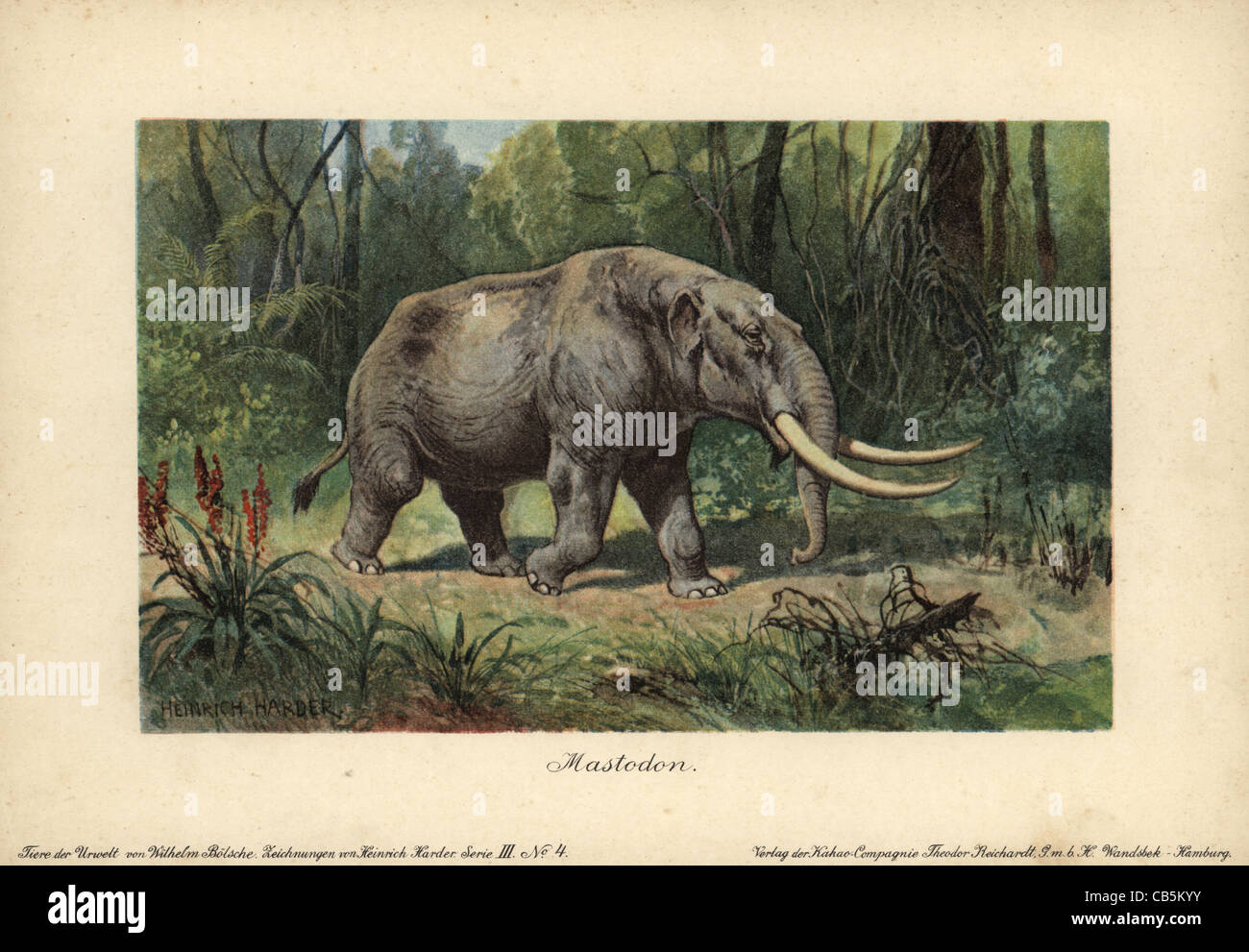 Mastodon, a large tusked mammal species of the extinct genus Mammut ...