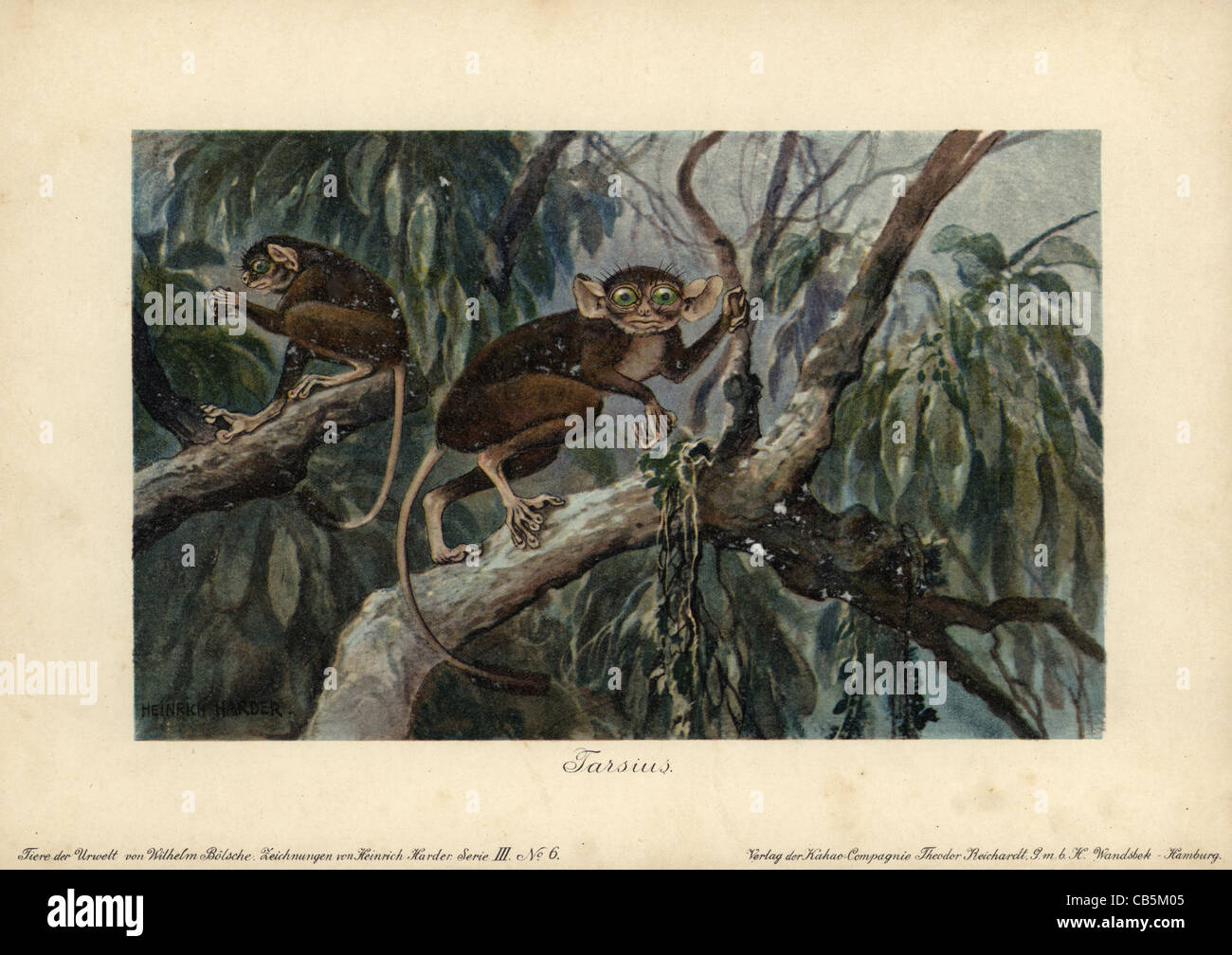 Tarsius prehistoric hi-res stock photography and images - Alamy