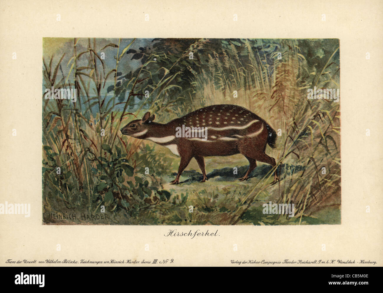 Dorcatherium, extinct type of chevrotain mouse deer Stock Photo - Alamy