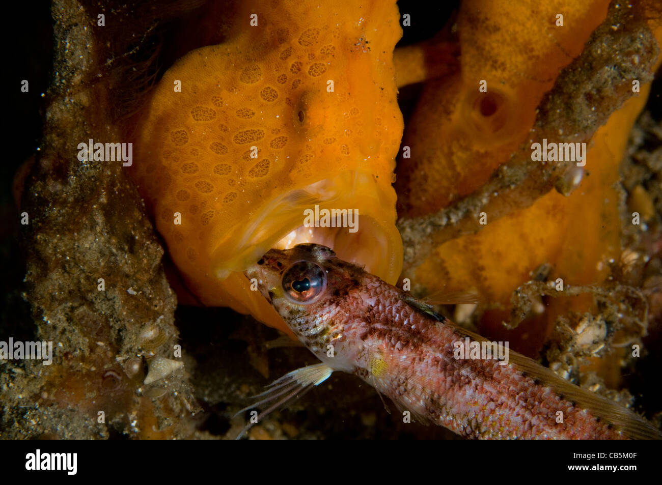 Painted Frogfish, Antennarius picta, eating a sandperch, Parapercis sp ...