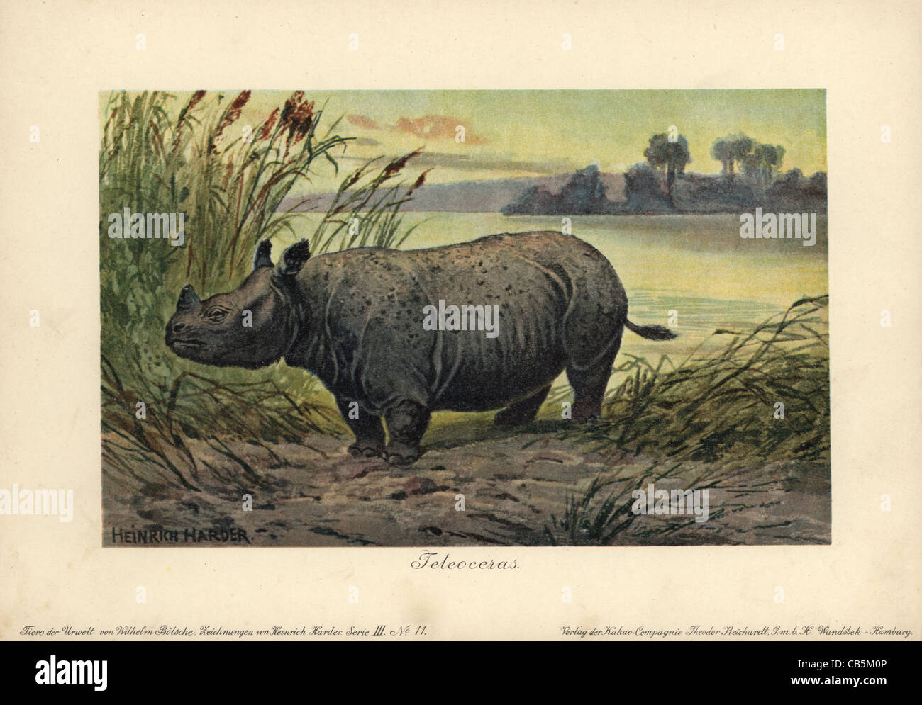 Teleoceras, extinct genus of grazing rhinoceros Stock Photo - Alamy