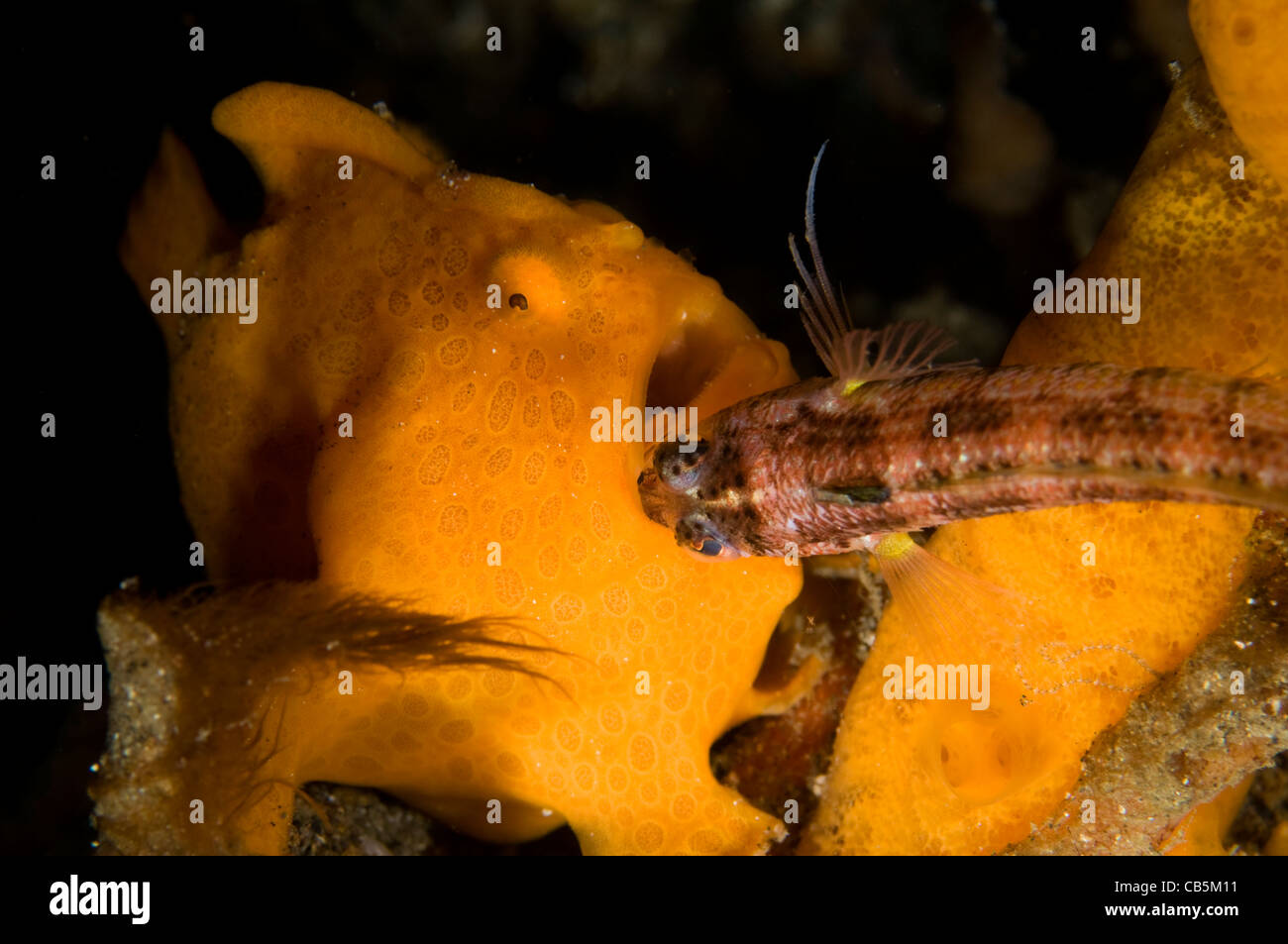 Painted Frogfish, Antennarius picta, eating a sandperch, Parapercis sp ...