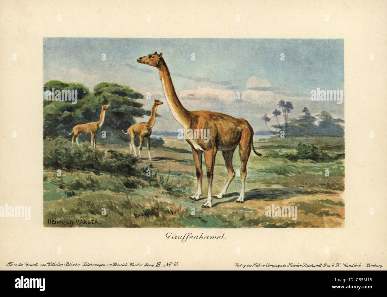 Aepycamelus, an extinct genus of camelid which lived during the Miocene ...