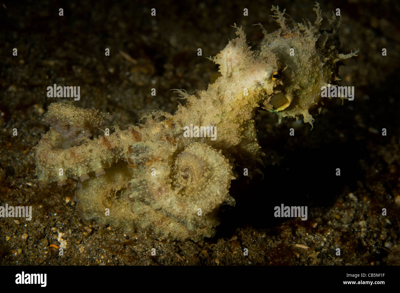 Hairy octopus hi-res stock photography and images - Alamy