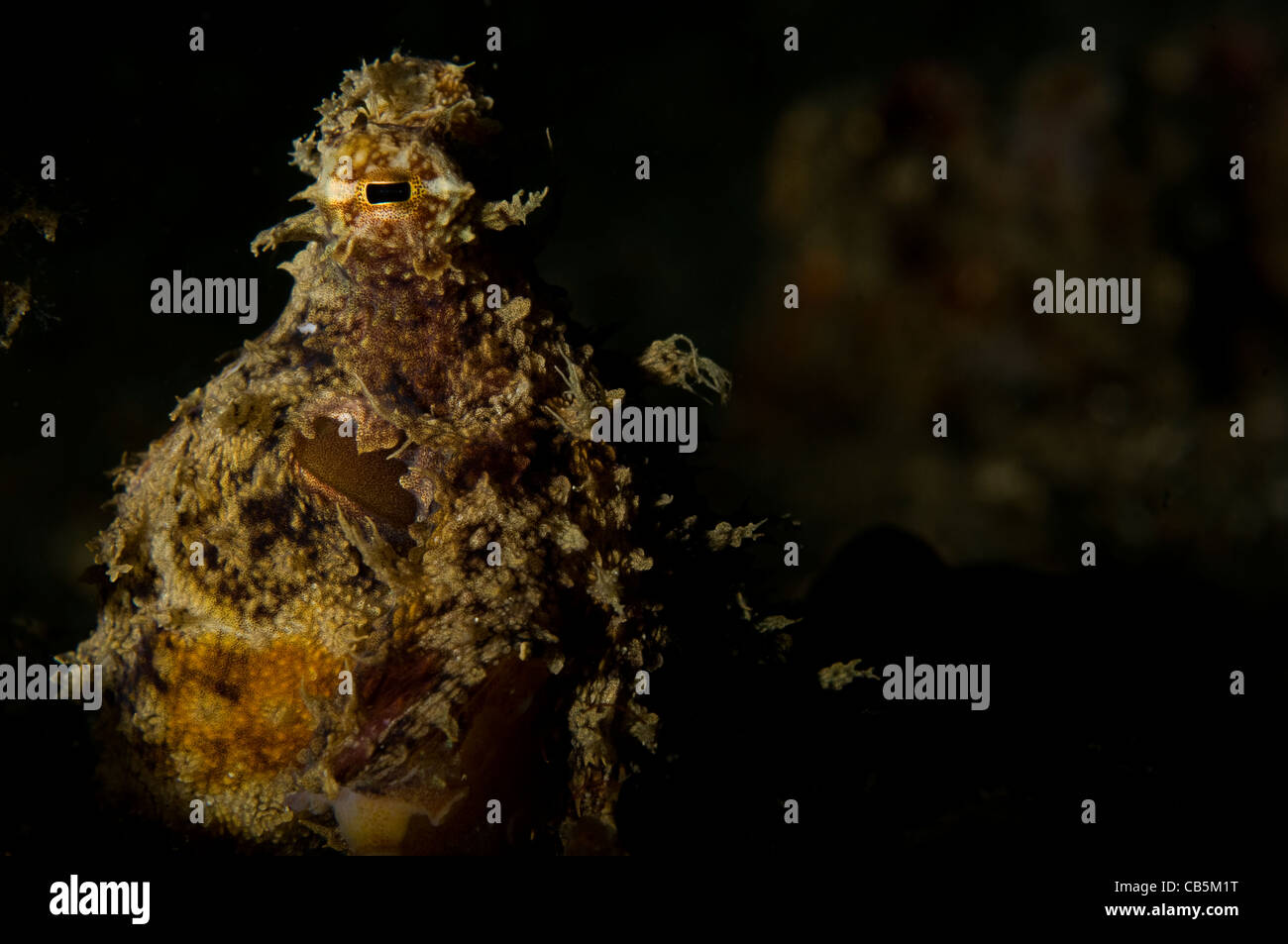 Abdopus aculeatus hi-res stock photography and images - Alamy