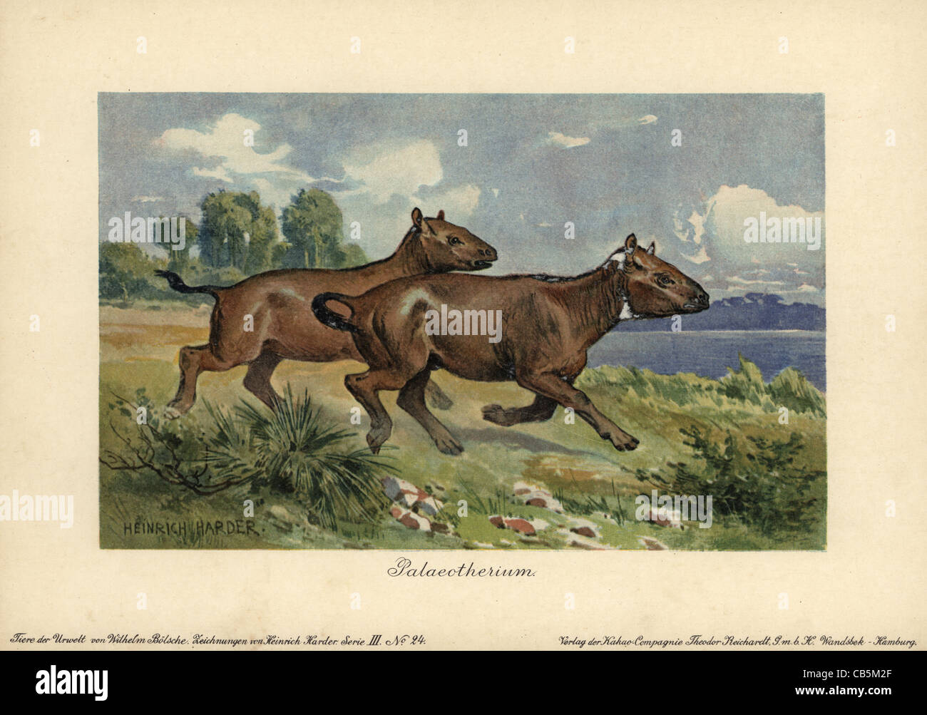 Palaeotherium, extinct genus of primitive horse-like perissodactyl ...