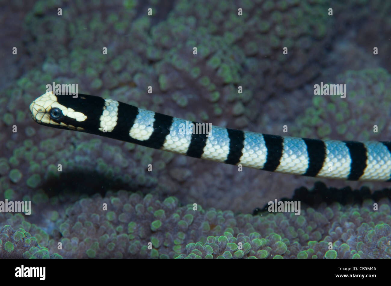 Blue banded sea snake hi-res stock photography and images - Alamy