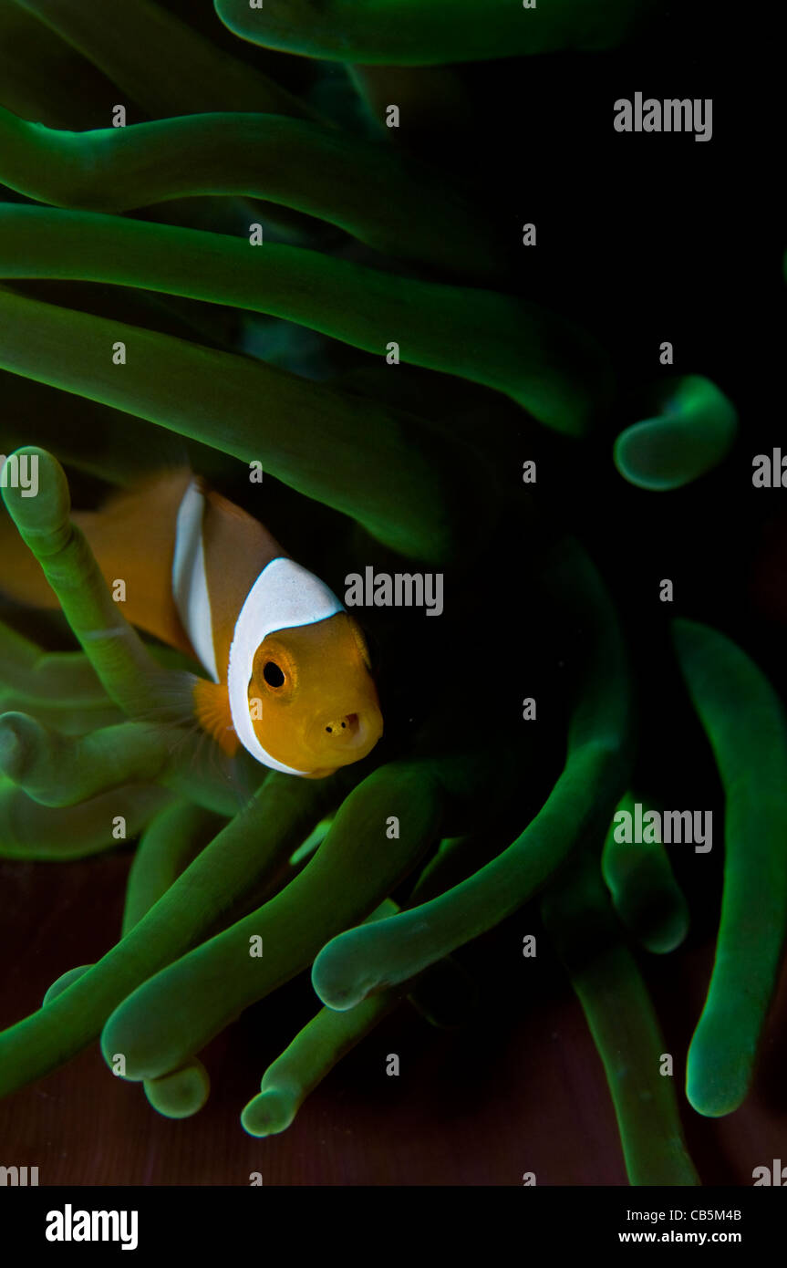 False clown anemonefish, Amphiprion ocellaris, with tongue parasite ...