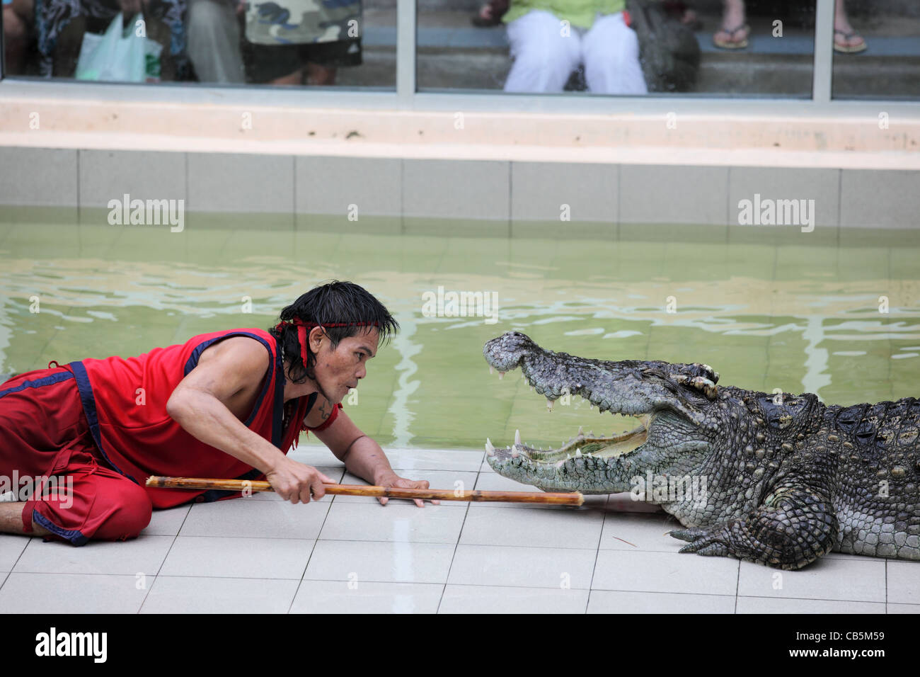 Thai handler very close to large crocodile during show at Phuket zoo ...