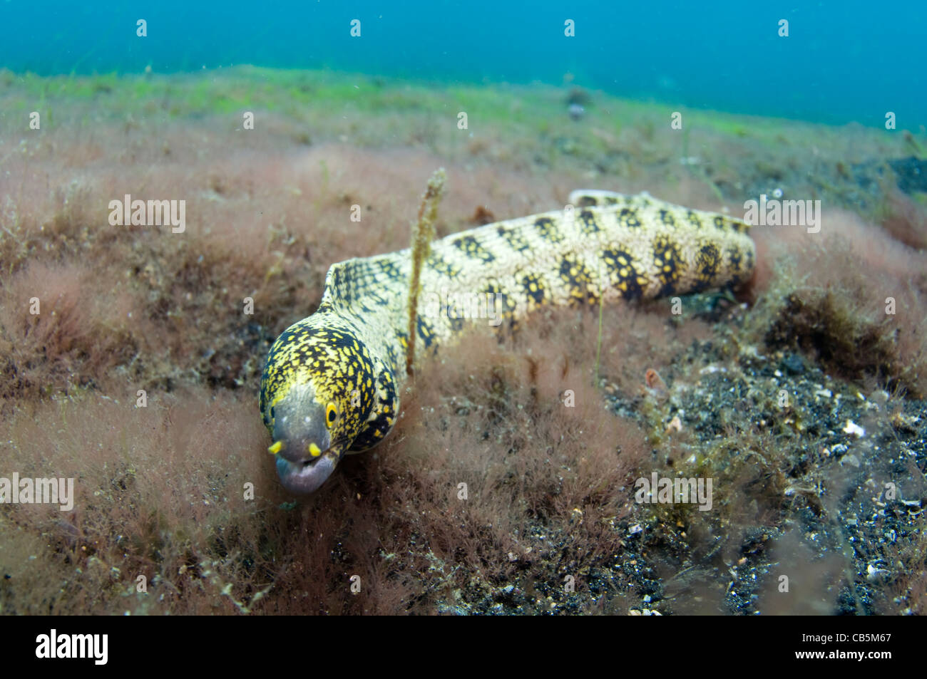 Snowflake moray eel hi-res stock photography and images - Alamy