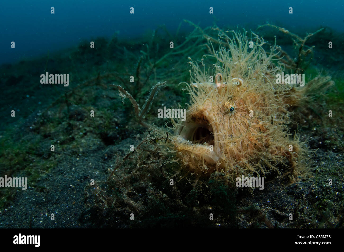 Hairy frog fish hi-res stock photography and images - Alamy