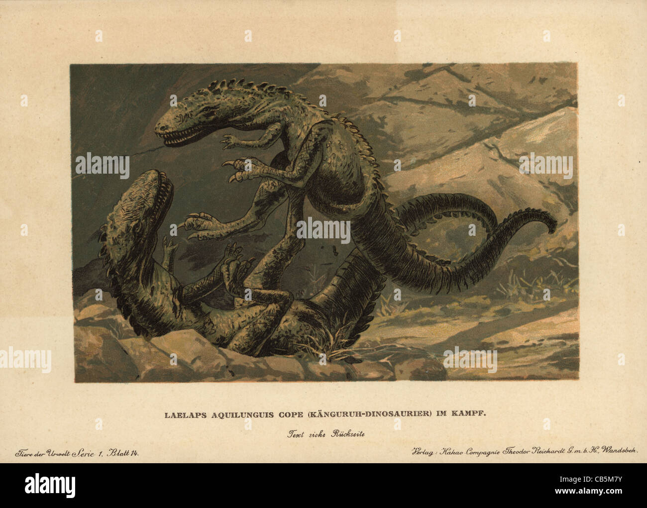 Dryptosaurus hi-res stock photography and images - Alamy