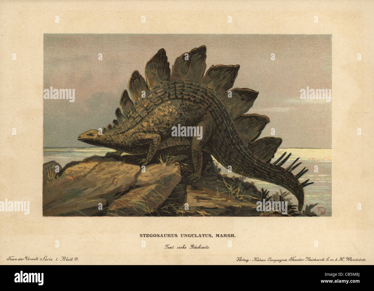 Stegosaurus ungulatus, extinct ground-dwelling herbivore of the ...