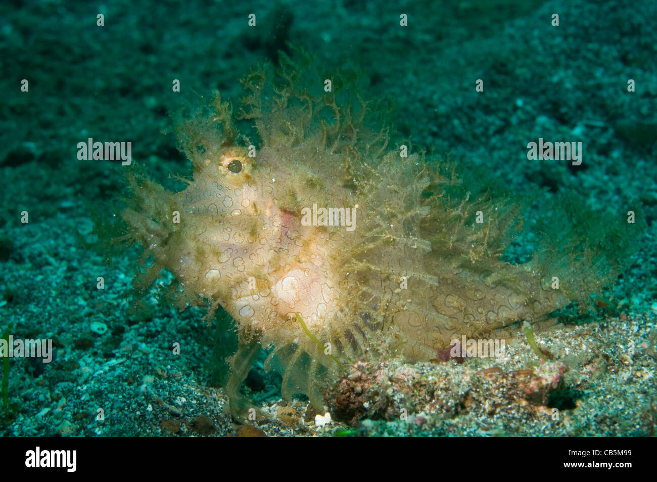 Weedy scorpionfish portrait, Rhinopias frondosa, Lembeh Strait, Manado ...