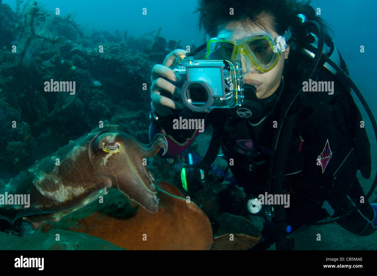 A photographer takes a photo of a cuttlefish, Sepia sp., Lembeh Strait ...