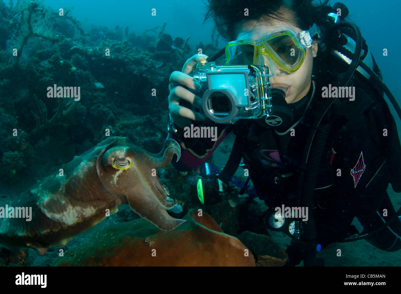 Photographer and Cuttlefish, Sepia sp., Lembeh Strait, Manado, North ...