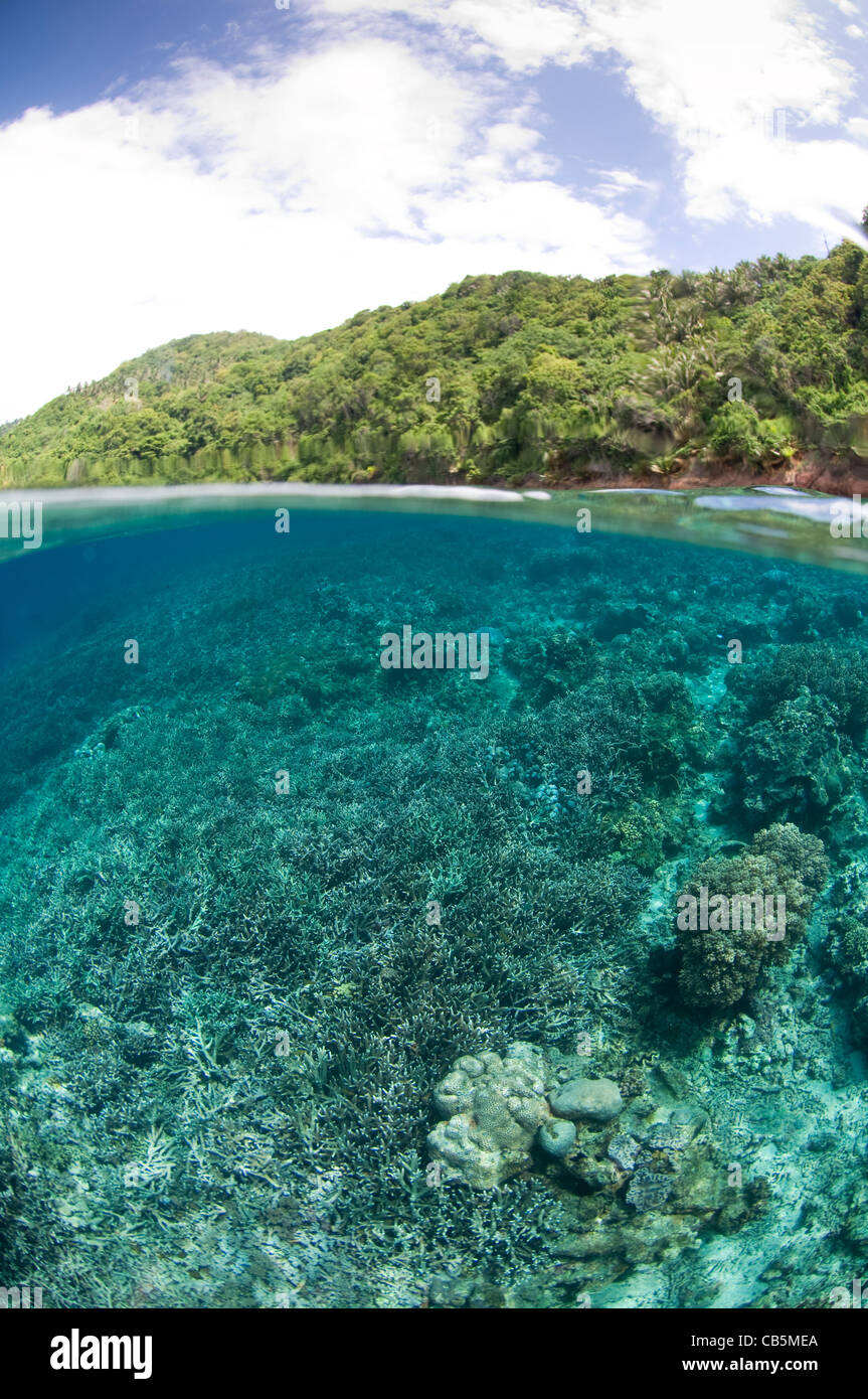 Lembeh island hi-res stock photography and images - Alamy