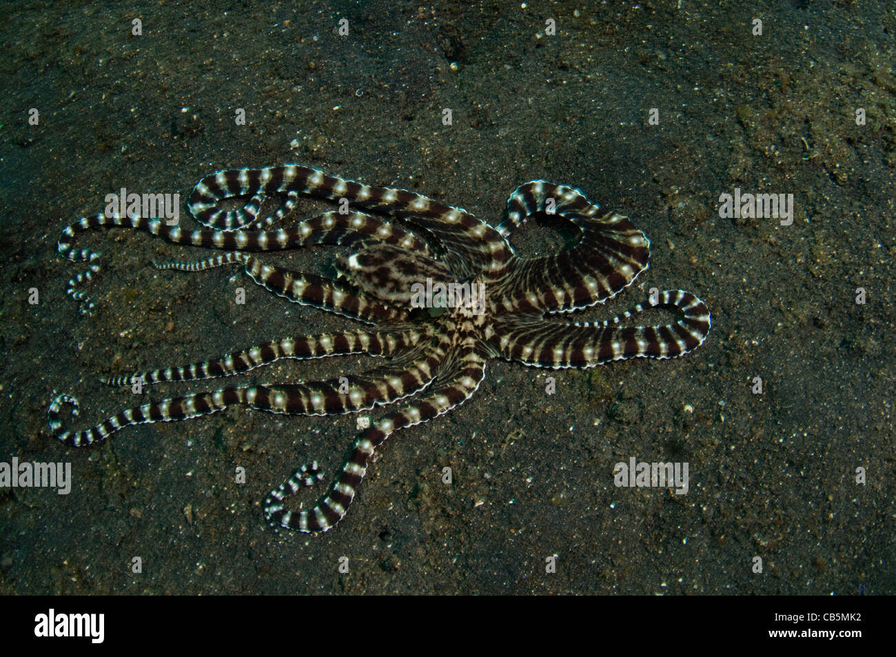 Thaumoctopus mimicus wonderpus hi-res stock photography and images - Alamy
