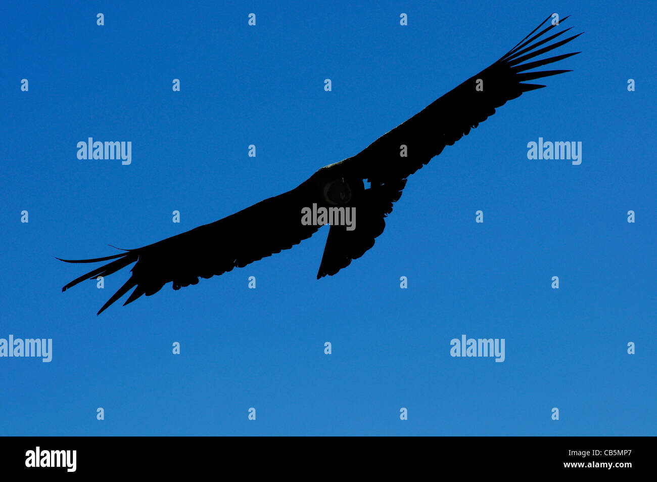 An andean condor in flight silhouetted against a clear blue sky Stock ...