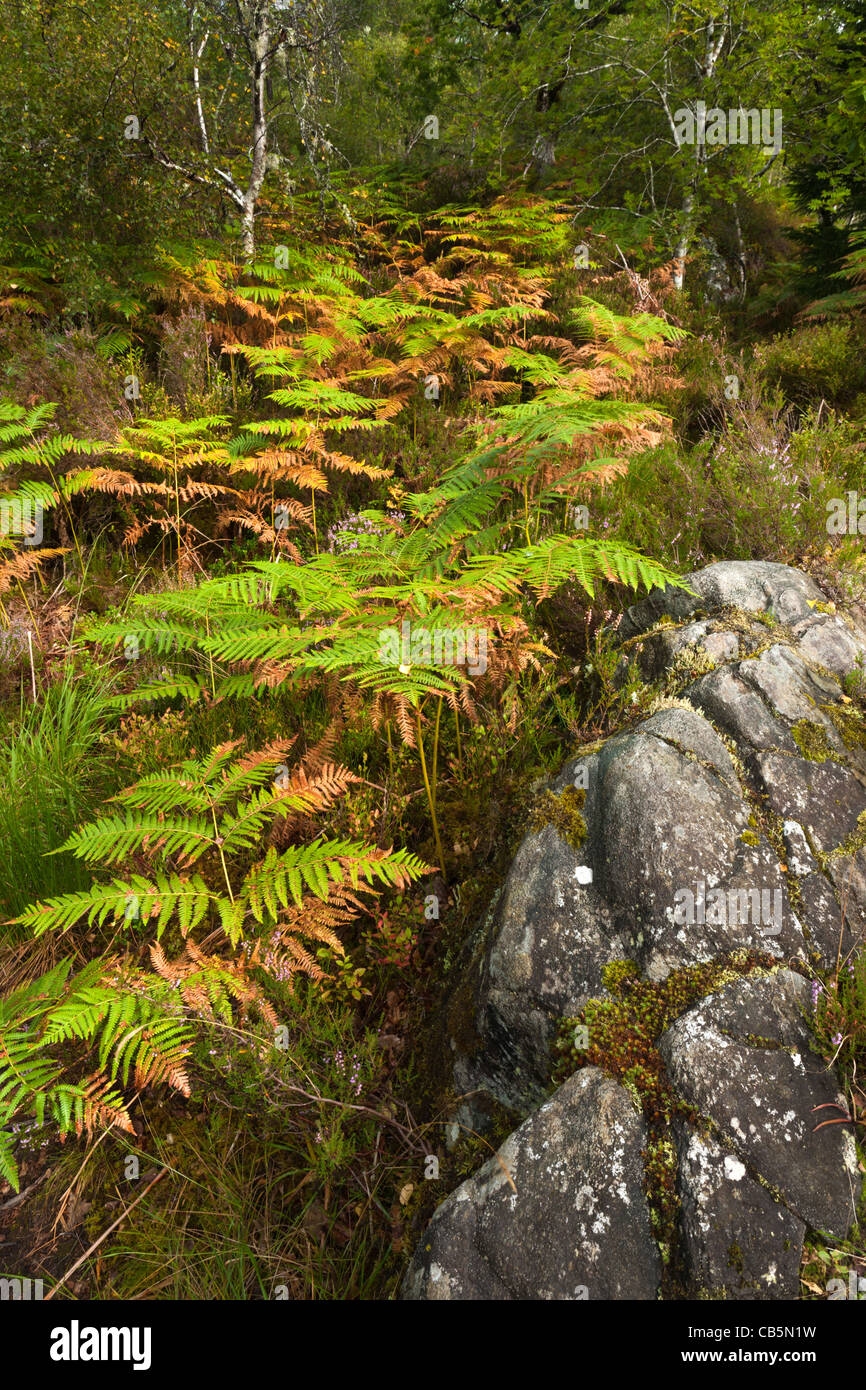 Wild Ferns near Rogi Falls, Ross & Cromerty, Scotland Stock Photo - Alamy