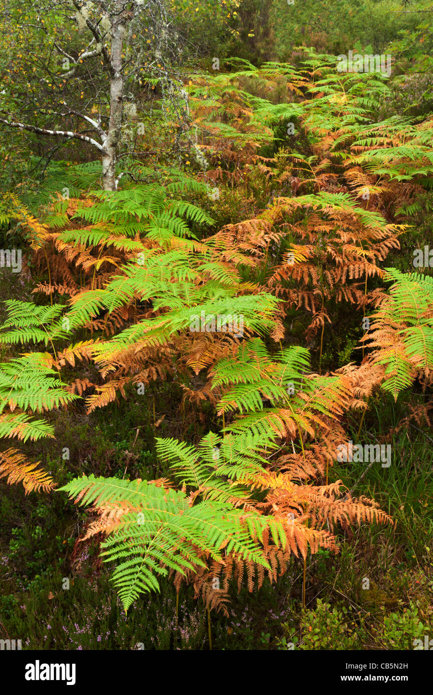Wild Ferns near Rogi Falls, Ross & Cromerty, Scotland Stock Photo - Alamy