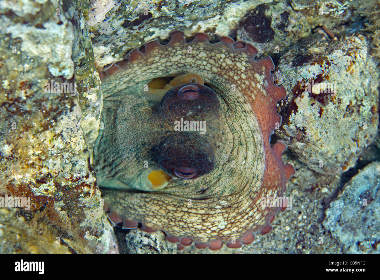 Octopus camouflage hi-res stock photography and images - Alamy