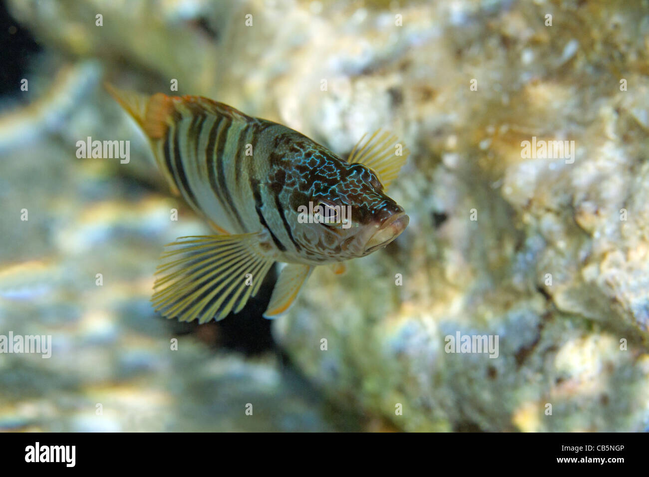 Mediterranean rocky coastal habitat hi-res stock photography and images ...
