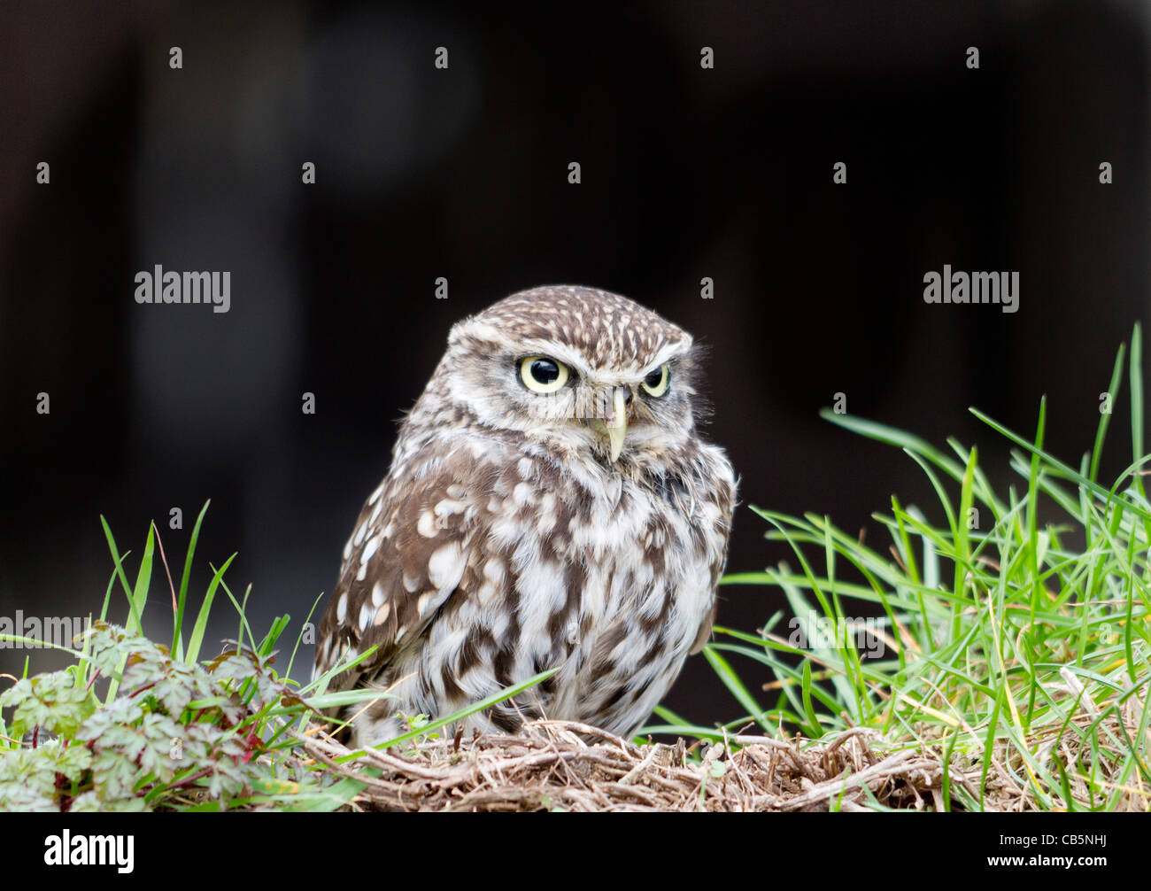 Little owl (Athene noctua Stock Photo - Alamy