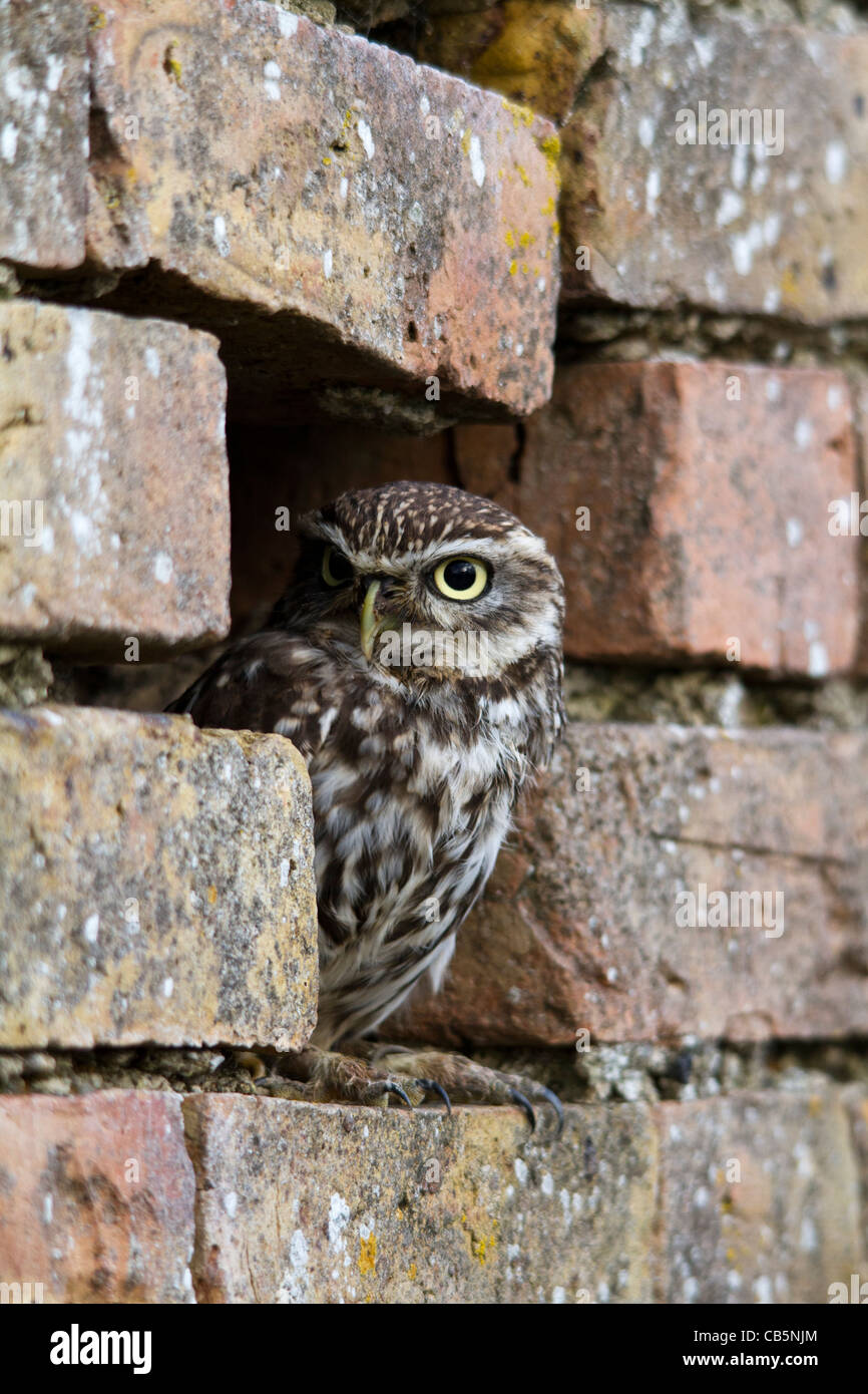 Bird brick wall hi-res stock photography and images - Alamy