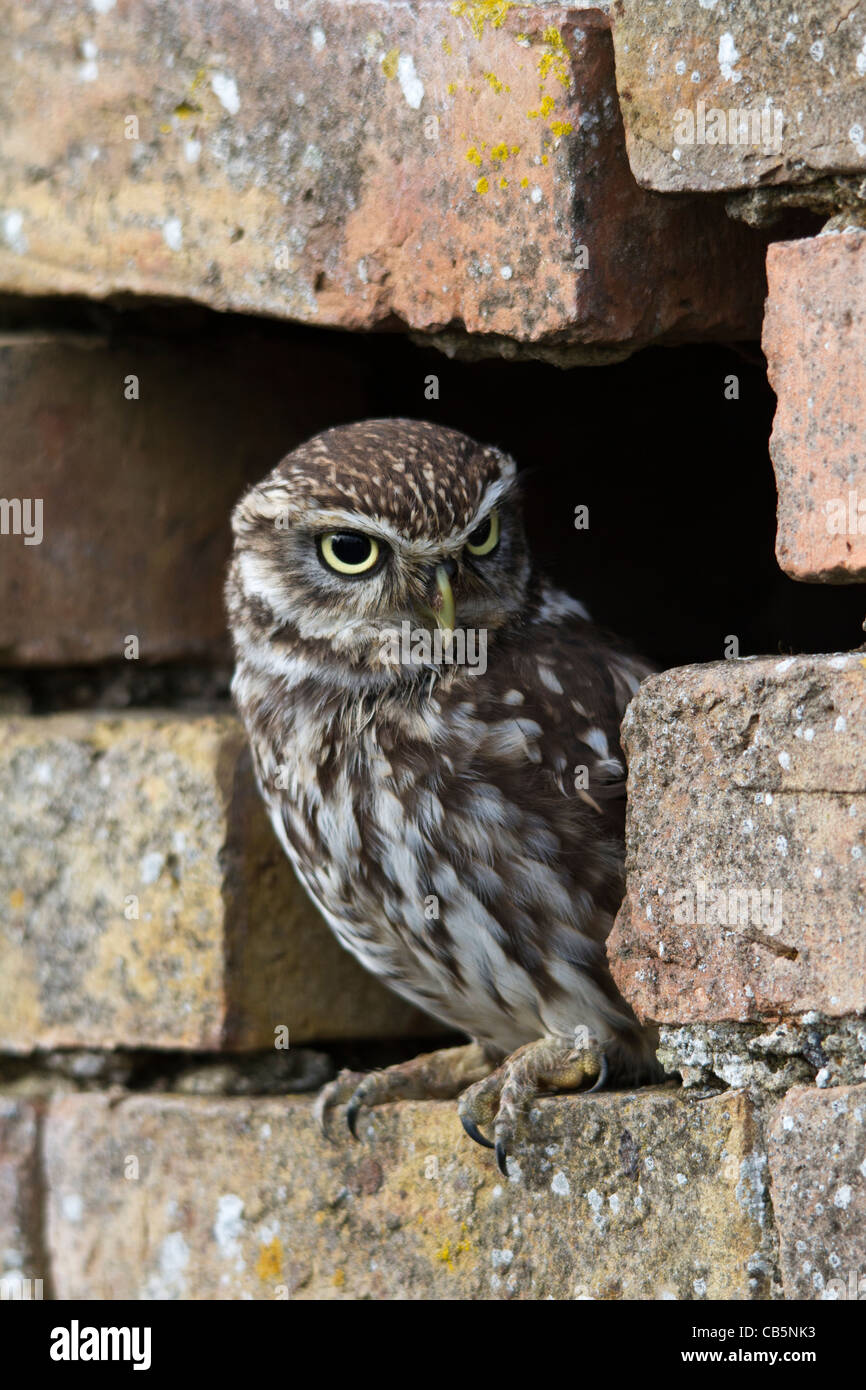 Little owl in wall hi-res stock photography and images - Alamy